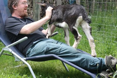 How Do Goats Show Affection to Humans? - Goat Journal